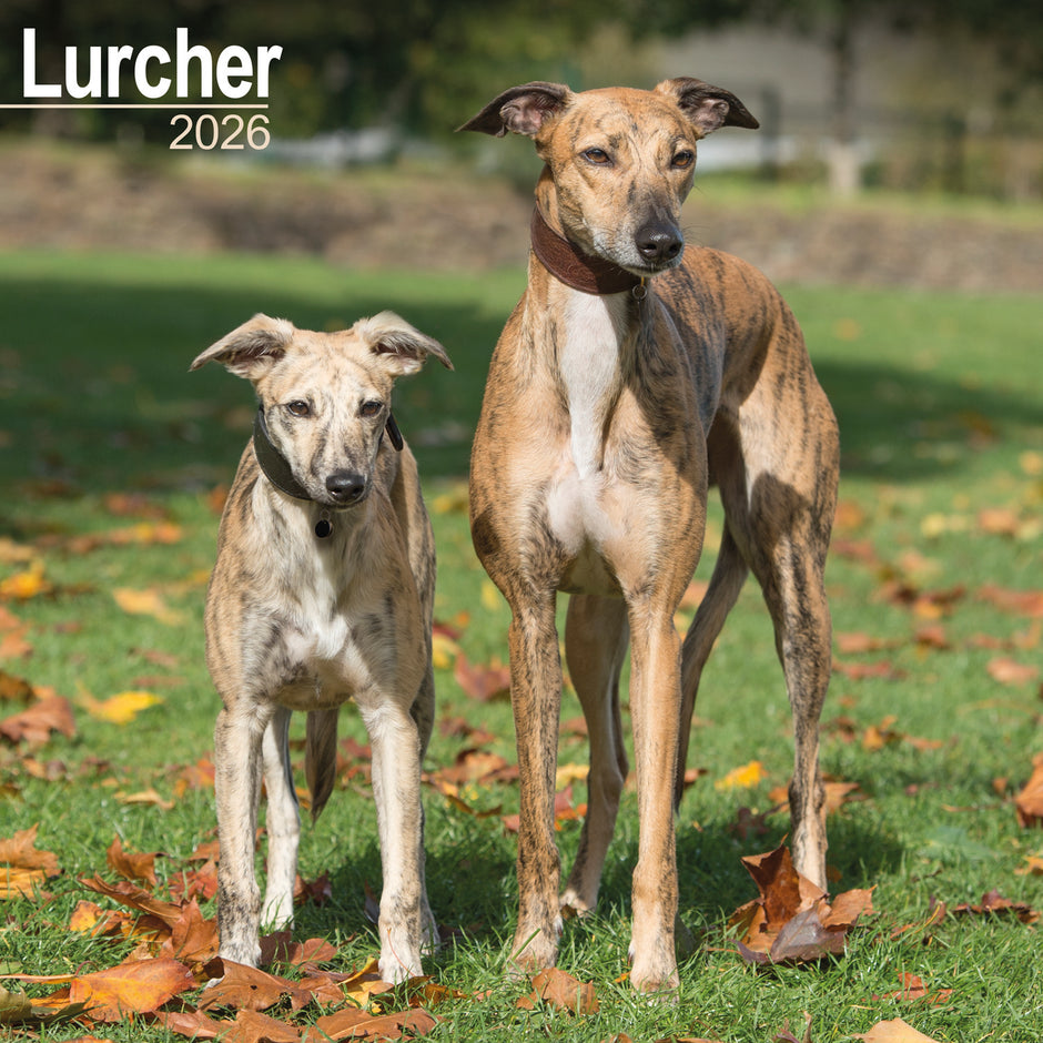 Wall Calendars – Dogs Trust Gifts